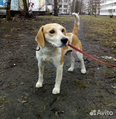 Маргоша, 2 года, 35 см