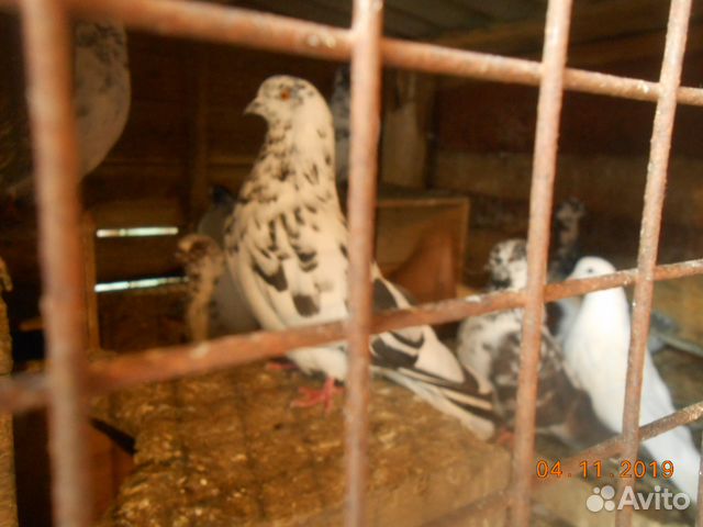 Продам голубей