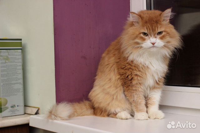 Большой клевый рыжий Бродяга