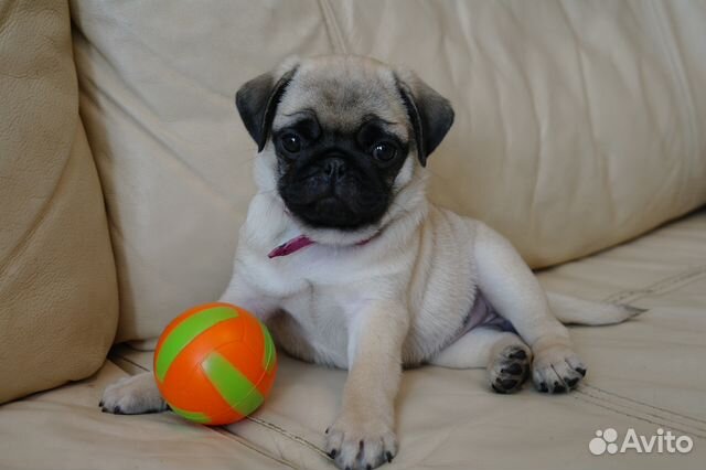 Щенки мопса