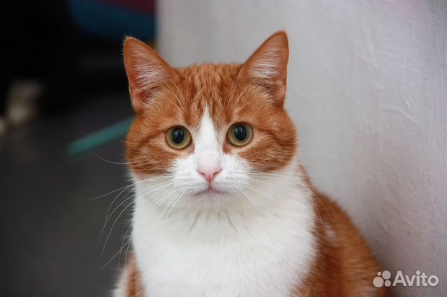 Бурундучок Сафи