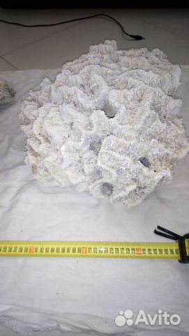 Сухой рифовый камень