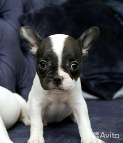 Очень красивая бело-черная девочка (и мальчики)