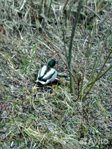 Эублефар самки (взрослые)