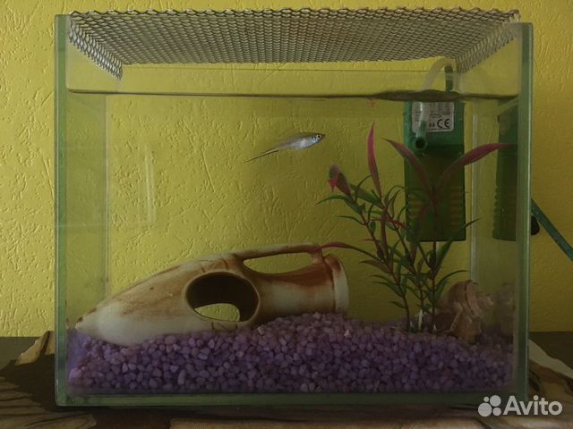 Аквариум с рыбкой меченосец