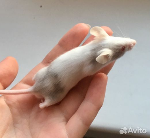 Декоративная мышь