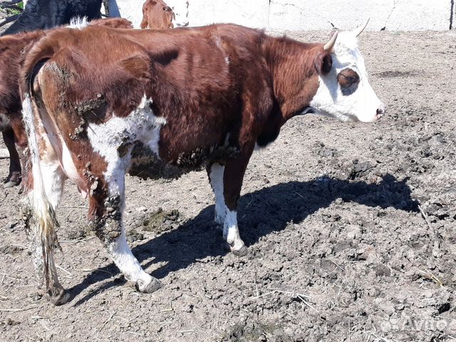 Доиная корова