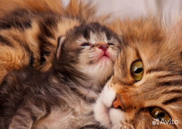 Котята, 1 месяц