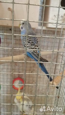 Волнистый попугай в хорошие руки