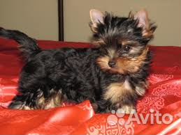 Очаровательные пушистики