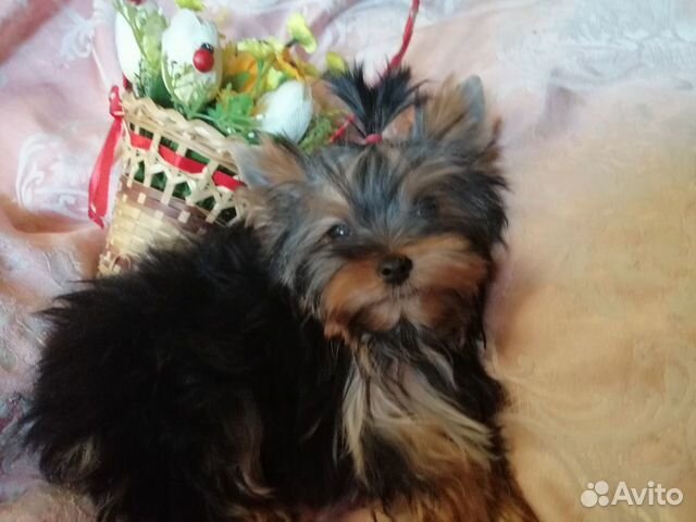 Маленькие леди