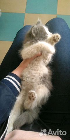 Котята