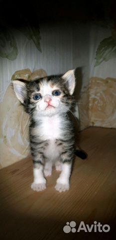 Котенок трехцветный