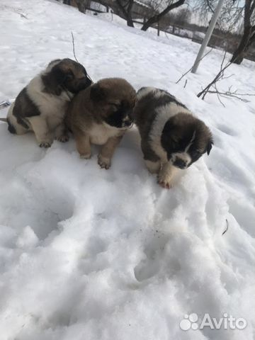 Продам сильных щенков