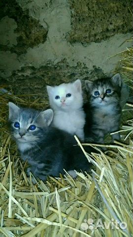 Котята