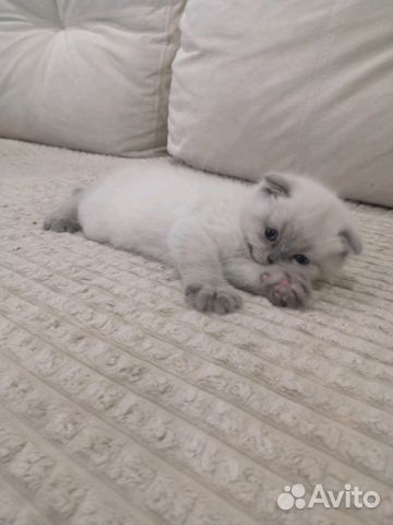 Шотландские Котята Колор Поинт