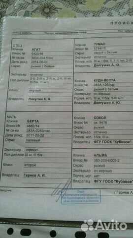 Продам щенков зсл