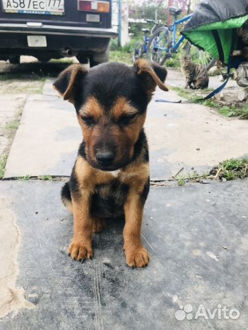 Отдадим бесплатно щенка