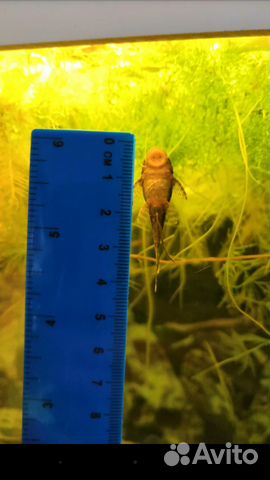 Молодь анциструса (сомик-прилипала)