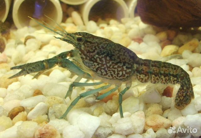 Мраморные раки