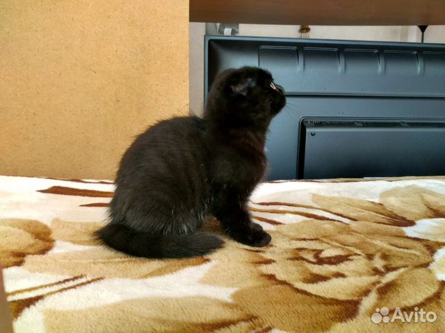 Вислоухий шотландский котенок