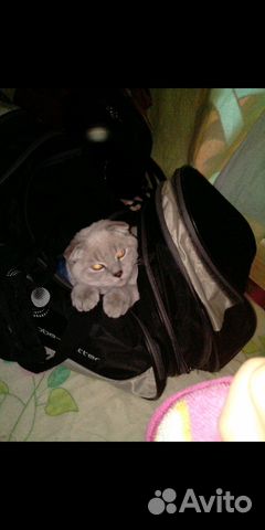 Кошка с документами