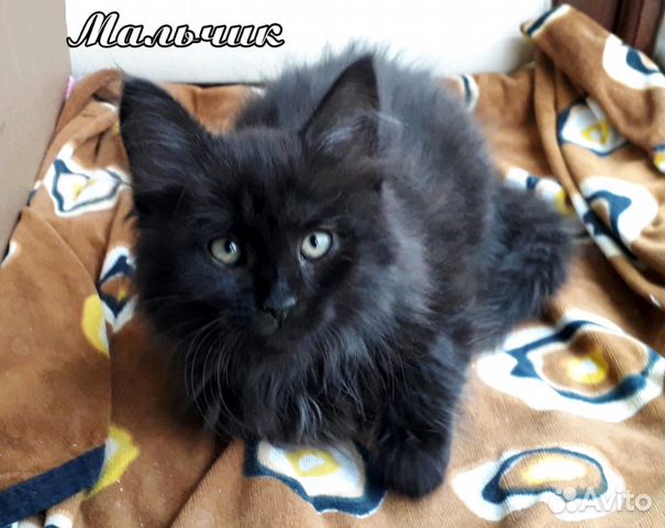 Котенок черный мальчик лесной норвежский 2,5мес