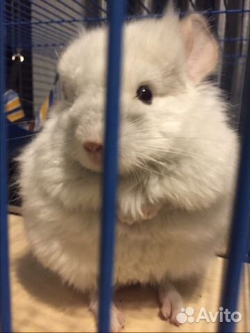 Бело-розовая ангорская шиншилла