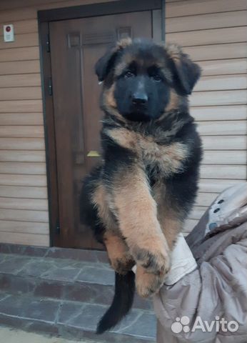 Продам щенков немецкой овчарки