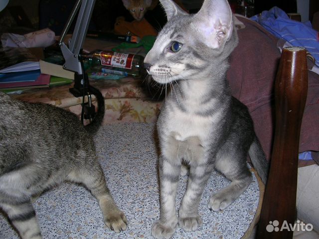 Девочка голубое пятно, 11 мес