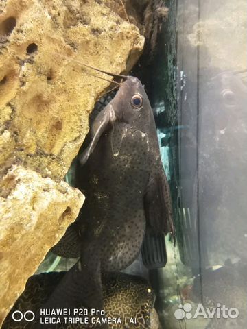 Синодонтис-перевертыш (Synodontis nigriventris)