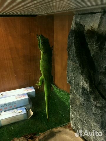 Фельзума пара самец + самка