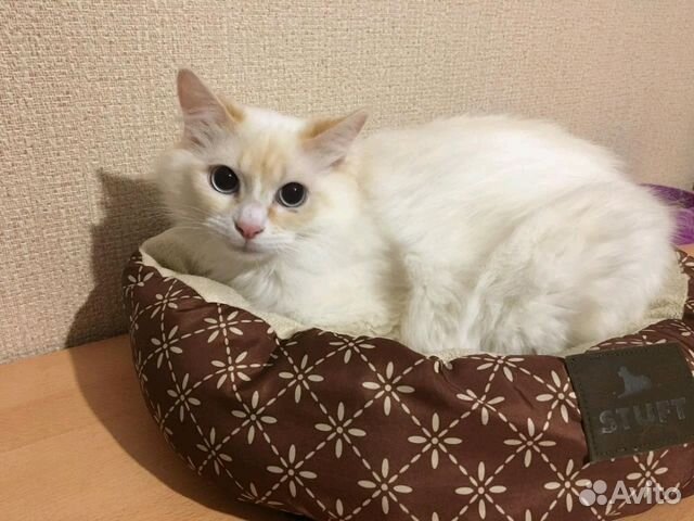 Шикарный кот Фил, 10 месяцев