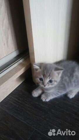 Продаются шотландские котята