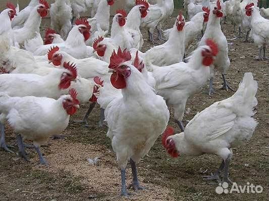 Яйцо инкубационное