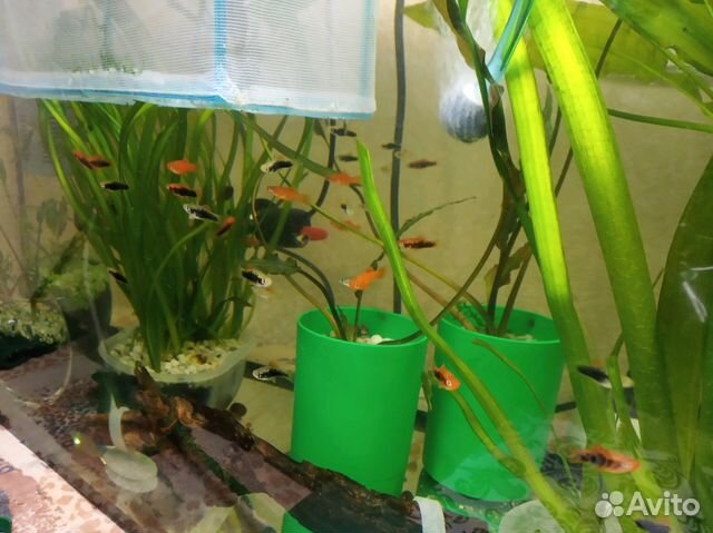 Меченосцы, пицилии