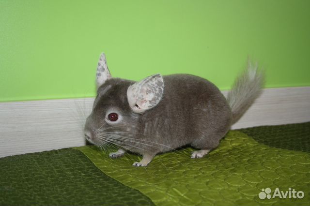 Продаю пару шиншилл в добрые руки