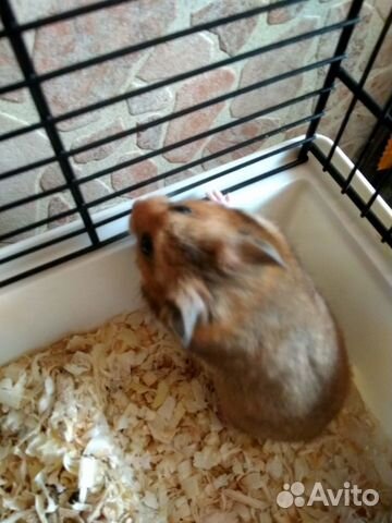 Отдаю забавного хомячка