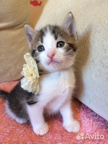 Котенок чудо-девочка