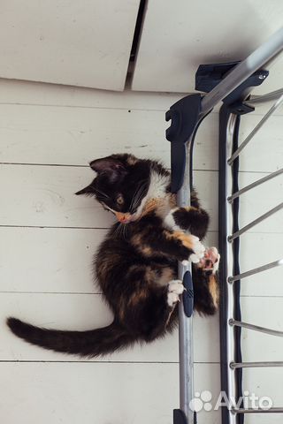 Котенок Маргоша в добрые руки