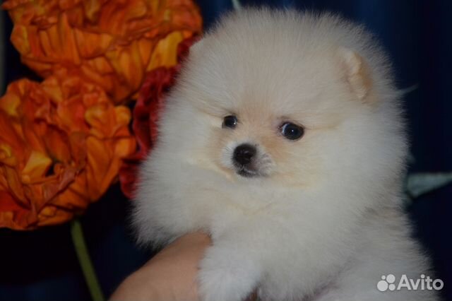 Кремовые и оранж минишпиц