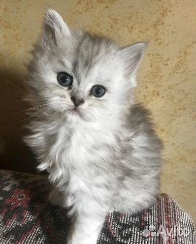 Котята персидские