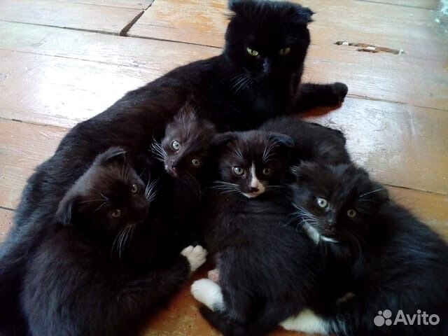 Котята Веслоухие