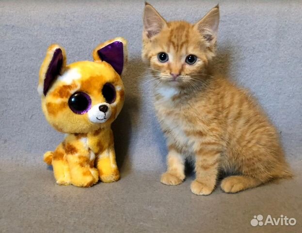 Малыш Лучик ищет мама и папу,возраст 1 месяц