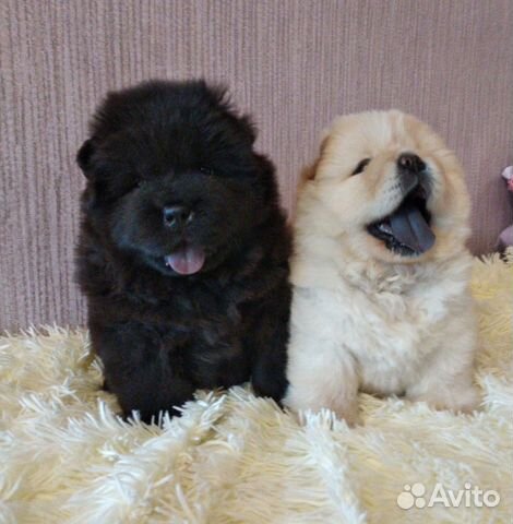 Детки чау -чау