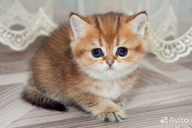 Британская кошечка Паулина