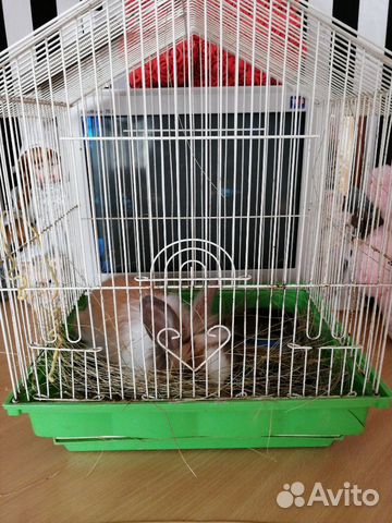 Продам кролика декаративного