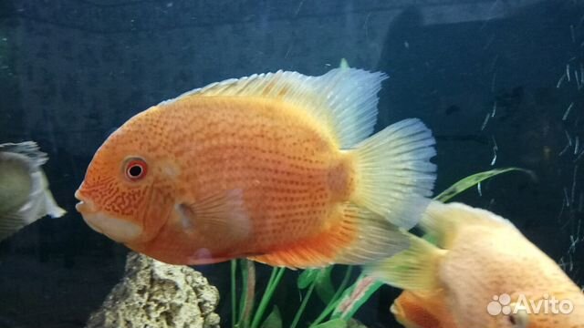 Рыба северум красноточечный