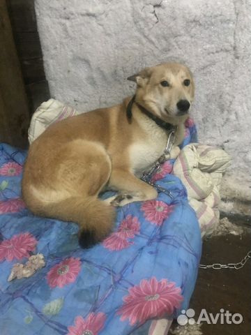 Умная девочка Линда ищет хозяина. Усыпление