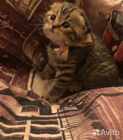 Шотландские котята